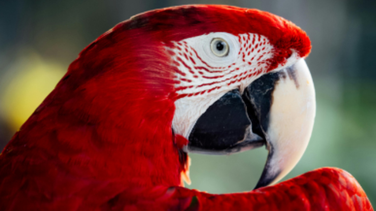 What Is Parrot Fever? Why Is It Fatal?